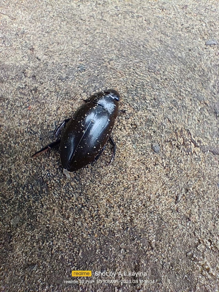 Giant Water Scavenger Beetles from Makunda Christian Leprosy and ...