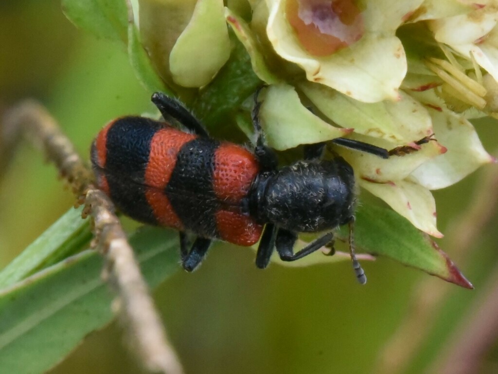 Trichodes apivorus from Clay County, FL, USA on August 5, 2023 at 11:05 ...
