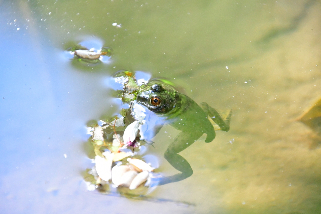 American Bullfrog from 3-chōme-7-1 Hakusan, Bunkyo City, Tokyo 112-0001 ...