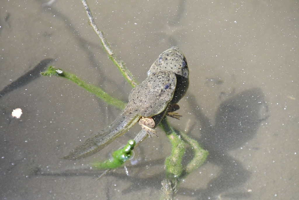 American Bullfrog from 3-chōme-7-1 Hakusan, Bunkyo City, Tokyo 112-0001 ...