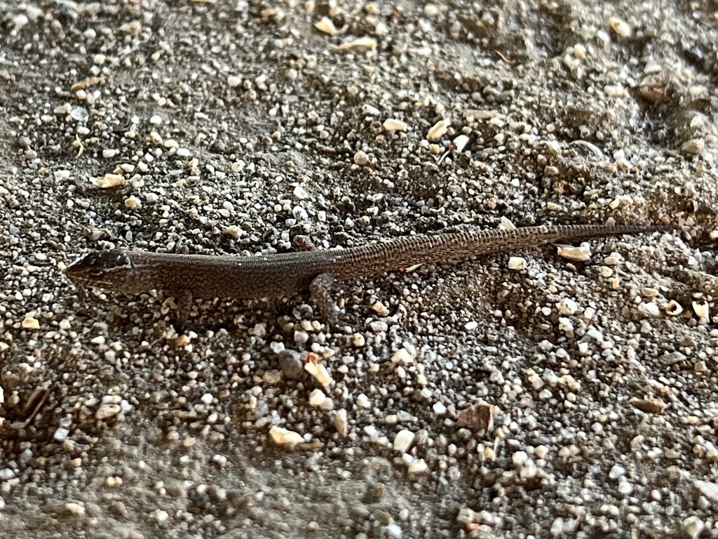 Desert Night Lizard from Big Morongo Canyon Preserve, Morongo Valley ...