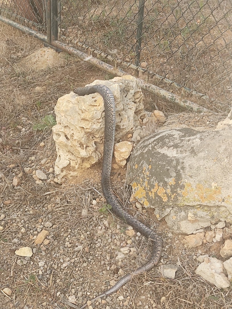 Horseshoe Whip Snake from Mallorca, Sencelles, Illes Balears, ES on ...