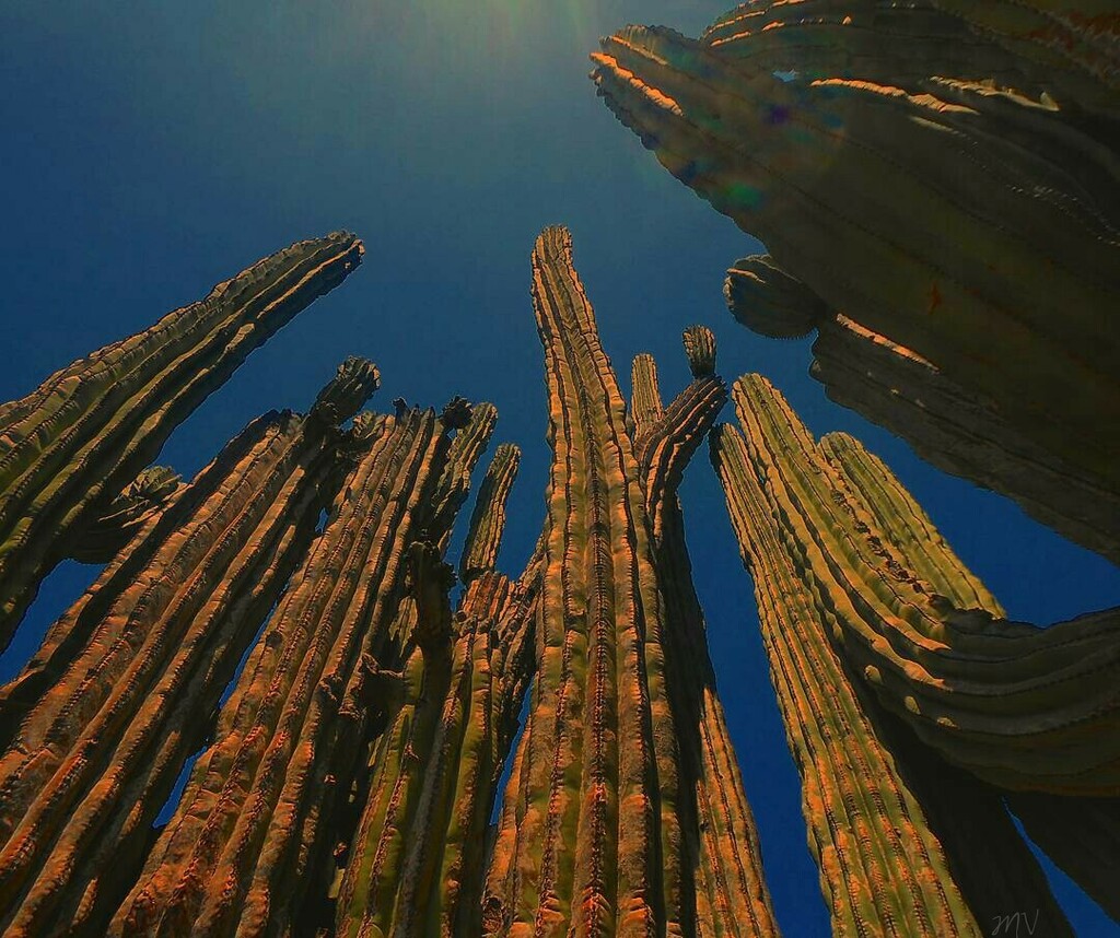 Mexican Giant Cactus from Hermosillo, Son., México on October 11, 2016 ...
