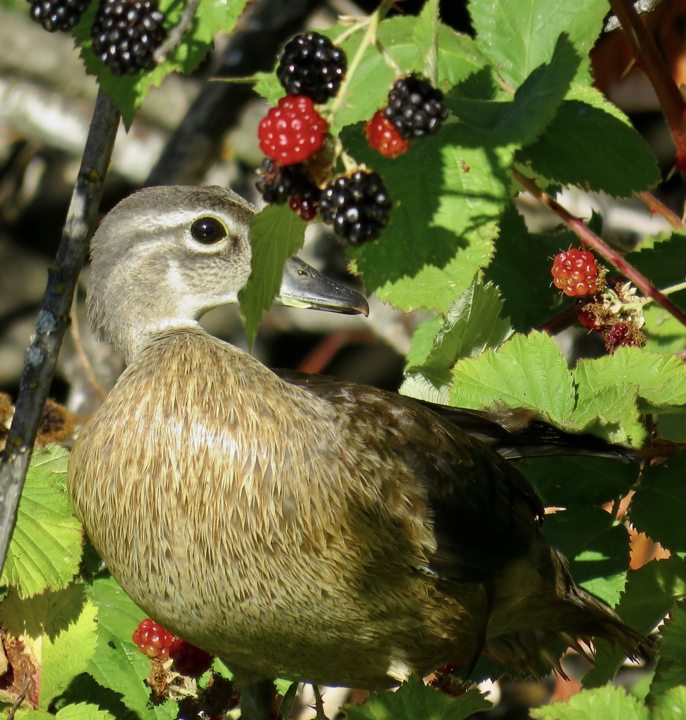 Wood Duck from Cedar Hills, OR, USA on August 11, 2023 at 09:01 AM by ...
