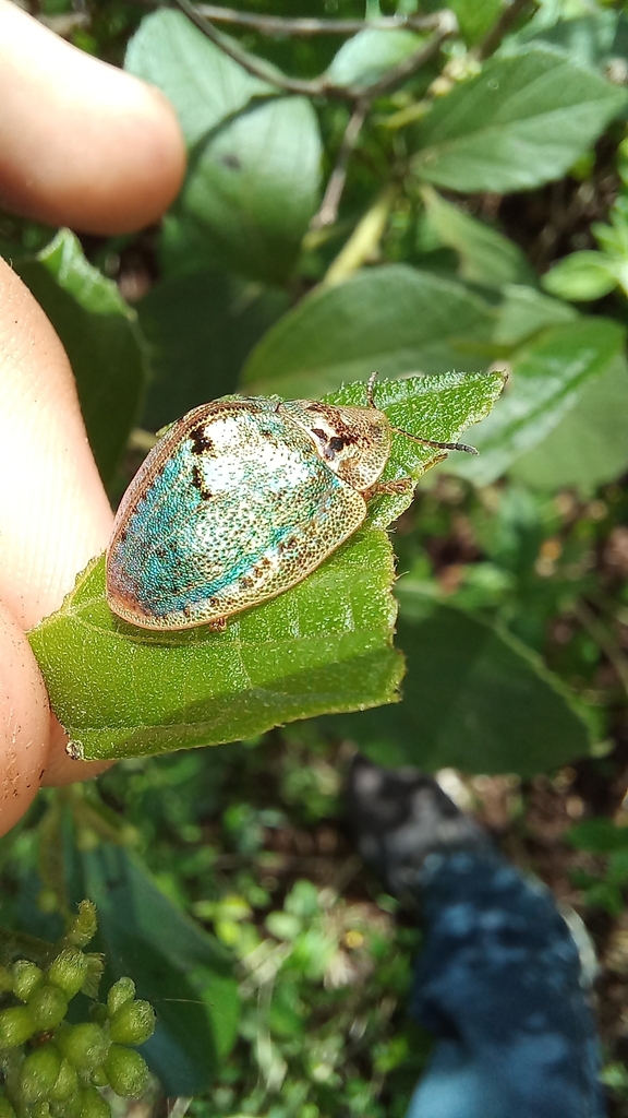 Wild Olive Tortoise Beetle from 48802 Jal., México on July 9, 2023 at ...