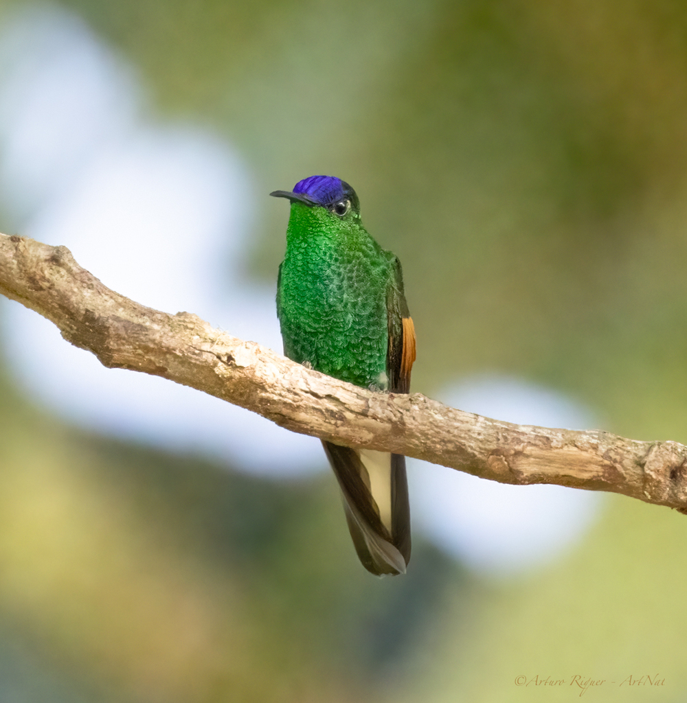 Blue-capped Hummingbird from Pluma Hidalgo, Oax., México on August 2 ...