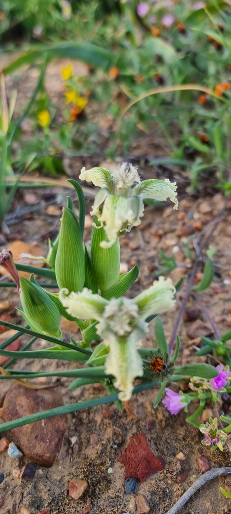 Starfish lily from Cederberg Municipality, South Africa on August 11 ...