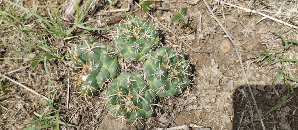 Coryphantha ottonis from 13116 CDMX, México on August 1, 2023 at 11:27 ...
