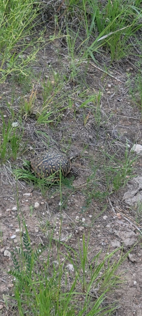 Ornate Box Turtle from Cedar Point Biological Station on July 24, 2023 ...