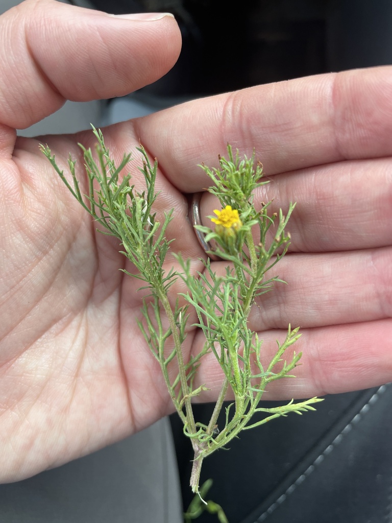 Fetid marigold from S Everett Way, Littleton, CO, US on August 11, 2023 ...