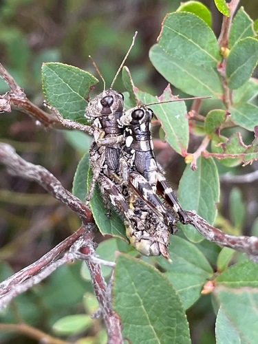 Michigan Bog Grasshopper (Appalachia arcana) · iNaturalist