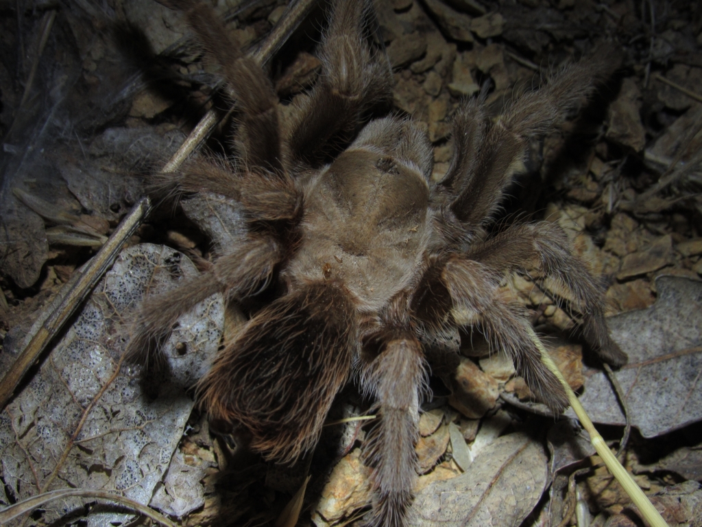 Johnny Cash Tarantula in August 2023 by Brendan Lan · iNaturalist