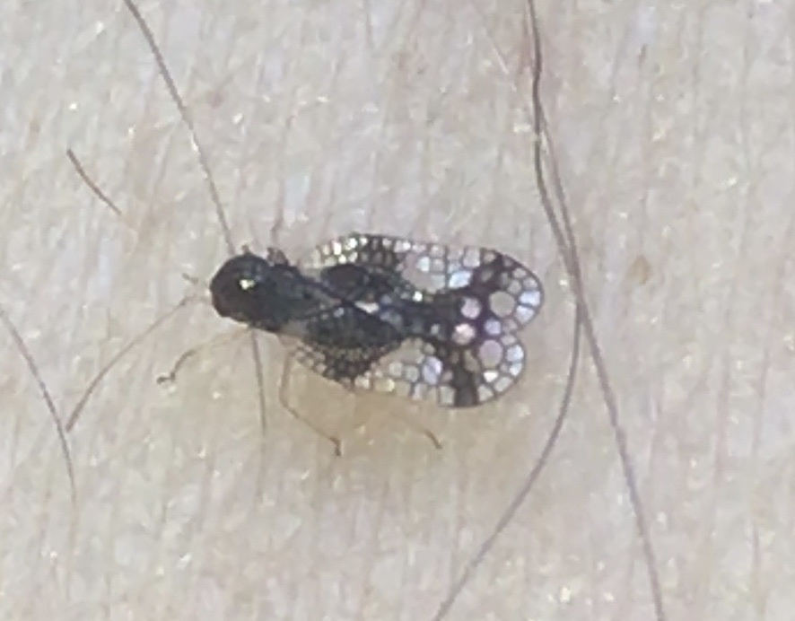 Andromeda Lace Bug from Laurel St, Brattleboro, VT, US on August 11 ...