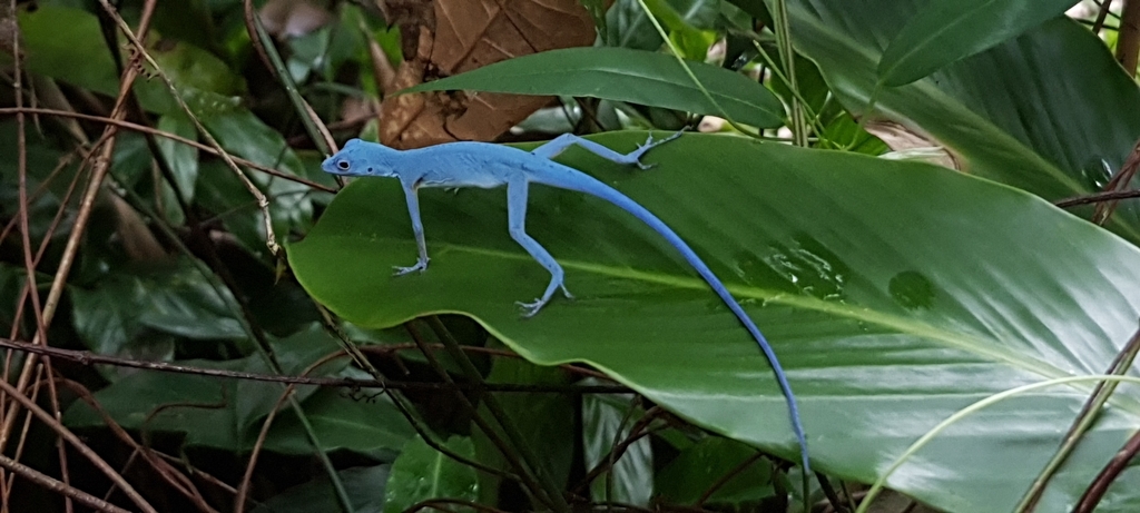 Blue Anole in July 2023 by Luisa Fernanda Ballesteros · iNaturalist