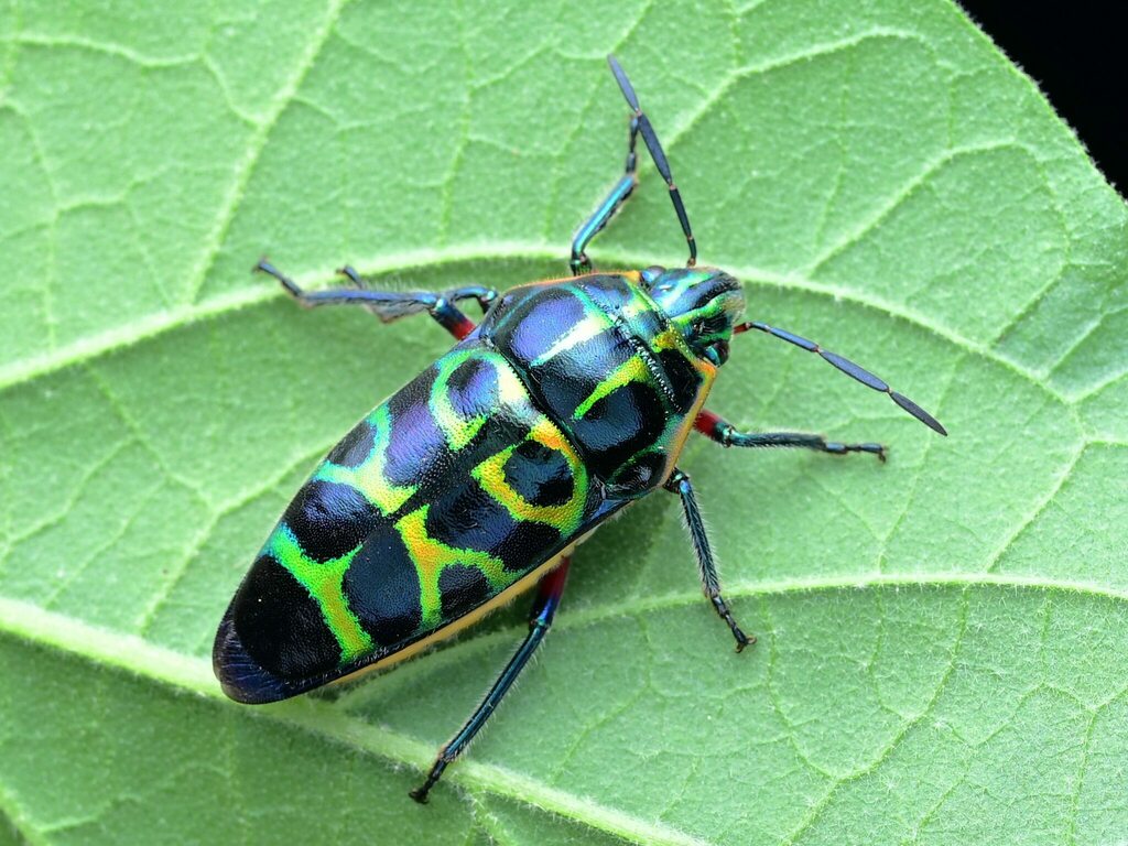 Scutellera nepalensis from 中国云南省西双版纳傣族自治州勐腊县 on August 10, 2023 at 11: ...