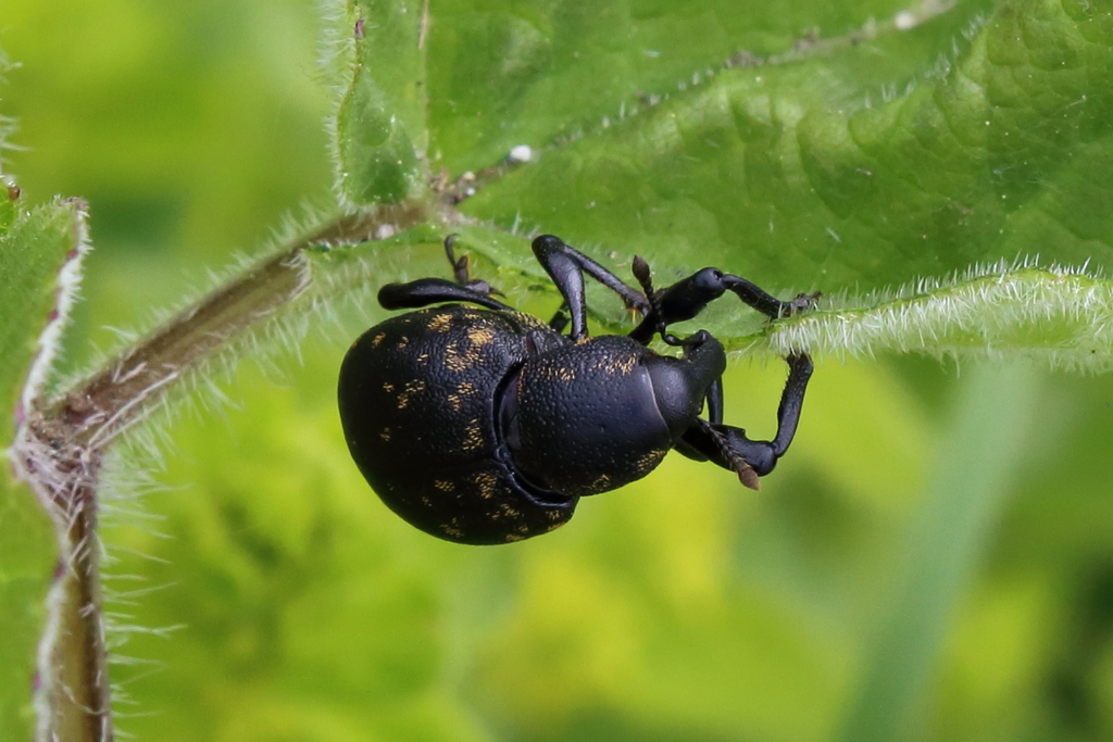 Liparus germanus from 63850 La Godivelle, France on May 20, 2023 at 02: ...