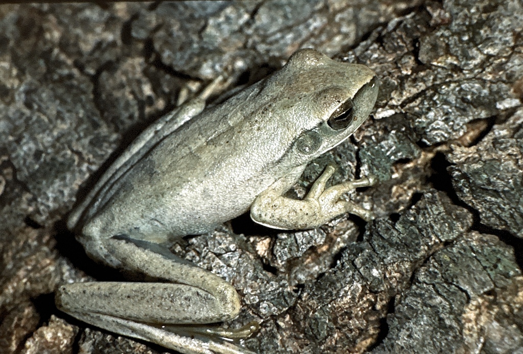 Chaco Tree Frog from Cordillera, Bolivia on May 19, 2001 by Toby ...