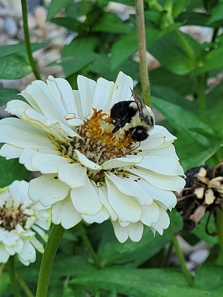 Common Eastern Bumble Bee from Mooreville on August 11, 2023 at 05:32 ...