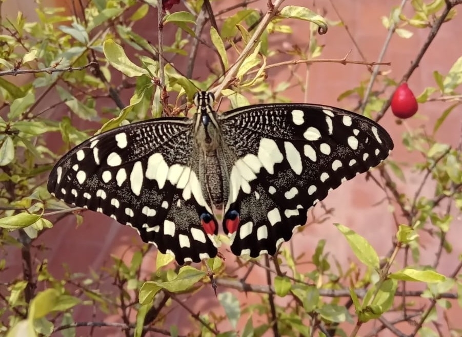 Lime Swallowtail from karnataka on August 8, 2023 by Guru Prasad ...