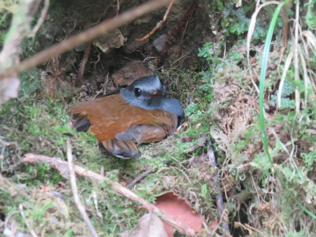 Andean Solitaire from Reserva Volcana Miserenga on August 9, 2023 at 02 ...
