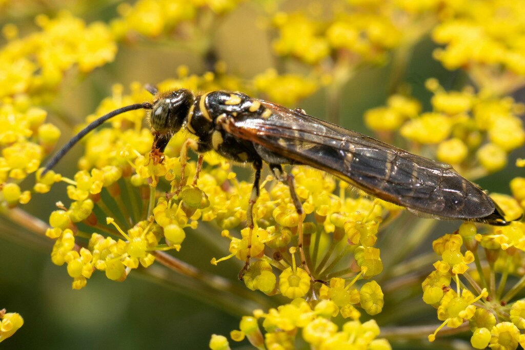 New World Banded Thynnid Wasps from 3300 W. 6th Street, (south entrance ...