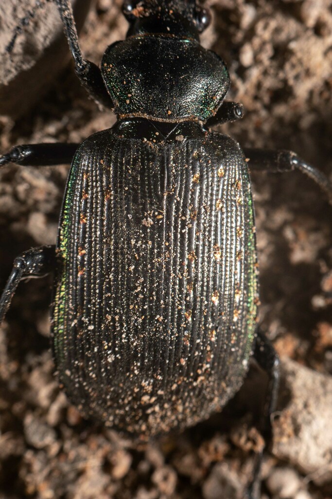 Black Caterpillar Hunter from 3112 Fir St, Perry, OK 73077, USA on ...