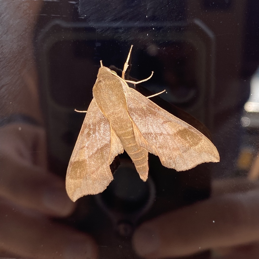 Virginia Creeper Sphinx from Monroe, GA, US on August 11, 2023 at 04:26 ...