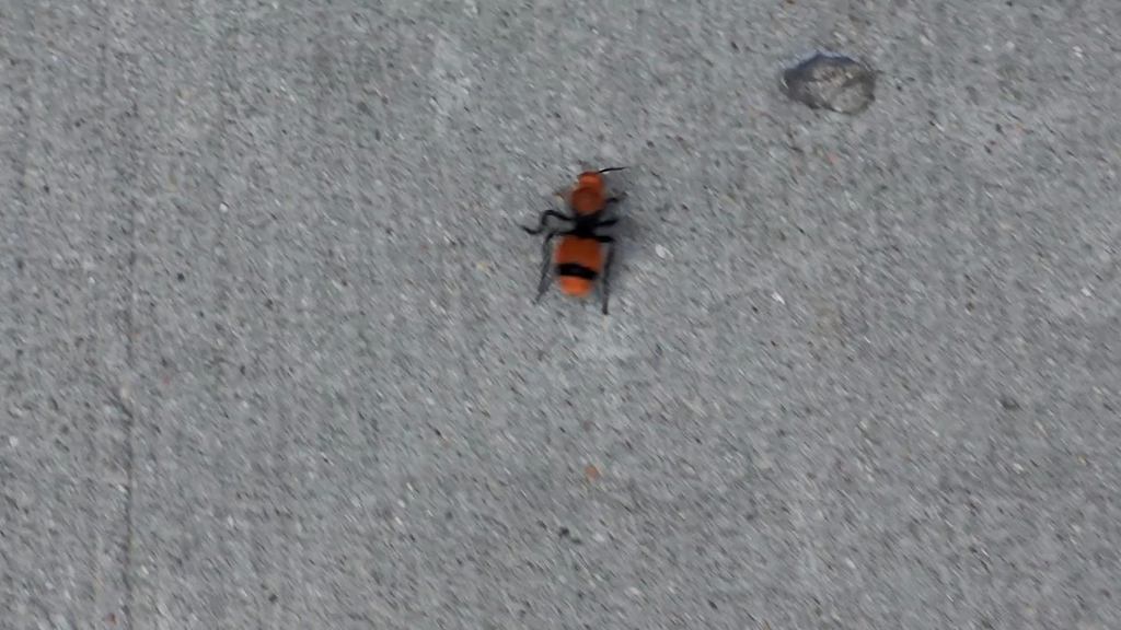 Common Eastern Velvet Ant from Shawnee Station, Shawnee, KS 66217, USA ...