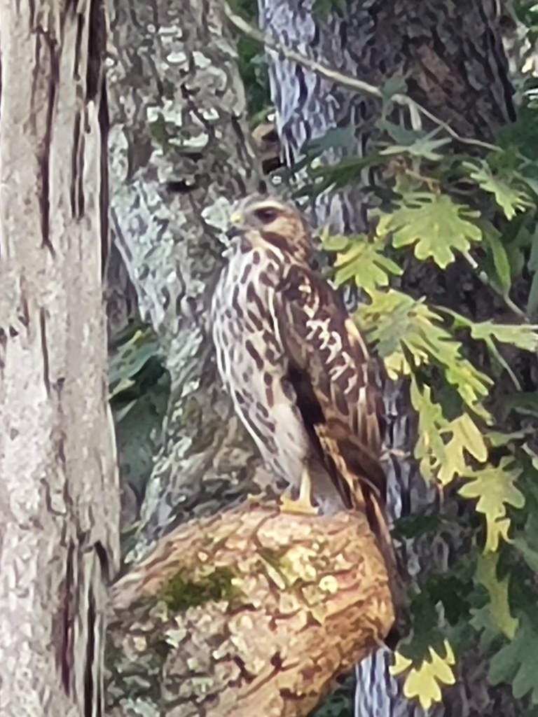 Red-shouldered Hawk from Midlothian, VA 23113, USA on August 11, 2023 ...