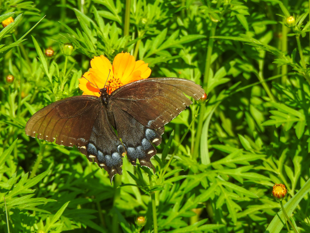 Eastern Tiger Swallowtail from Southwest Raleigh, Raleigh, NC, USA on ...