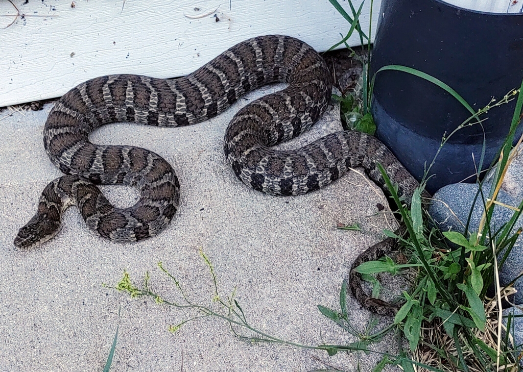 Northern Watersnake from Beaver Island, MI, USA on August 11, 2023 at ...