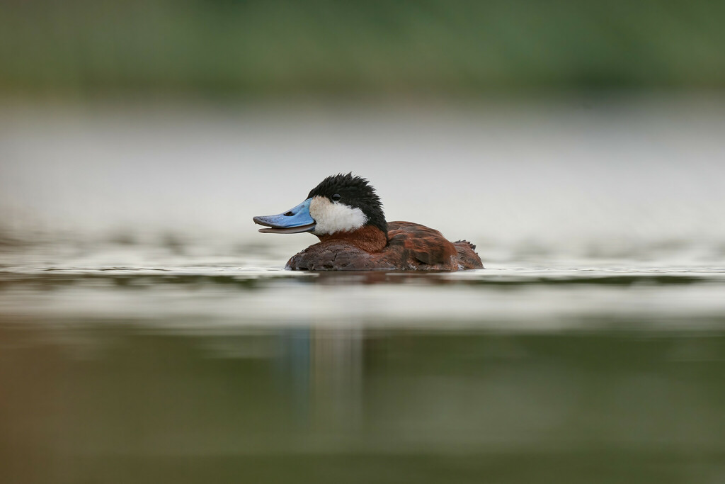 Ruddy Duck from Leduc, AB, Canada on August 11, 2023 at 05:16 PM by Jon ...