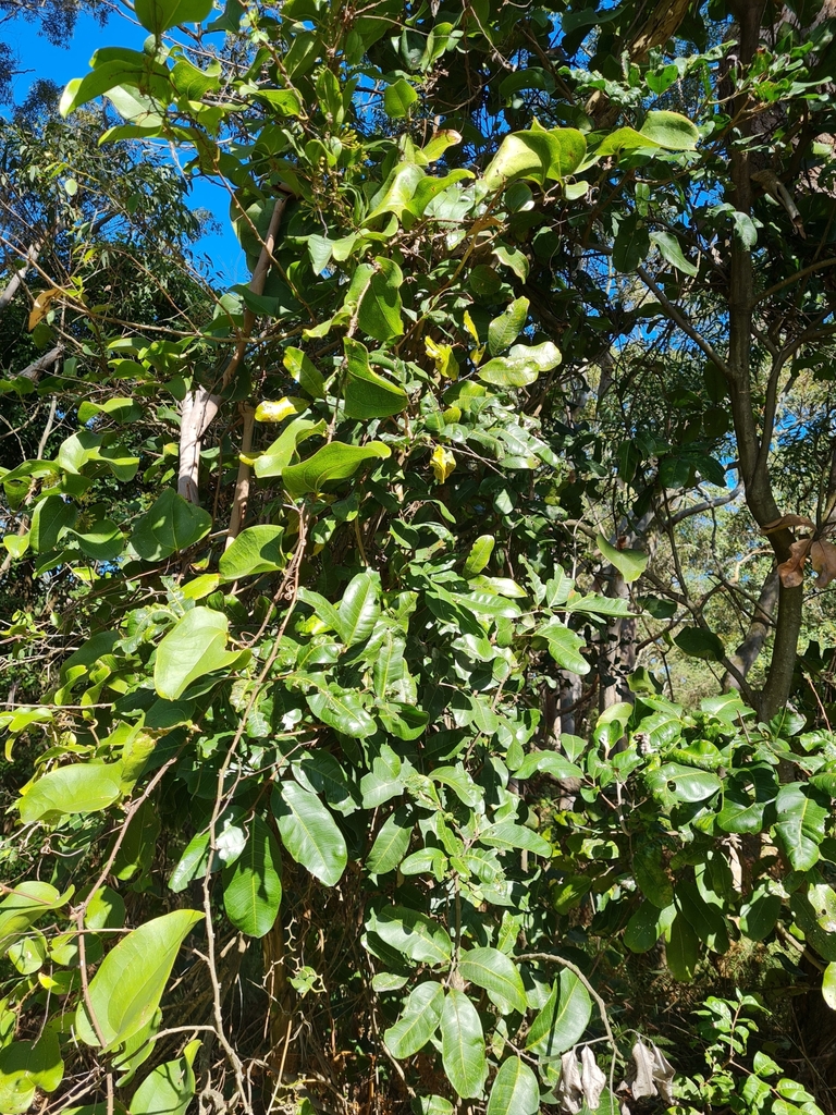 Austral Sarsaparilla from Fern Bay NSW 2295, Australia on August 12, 2023 at 10:48 AM by D ...