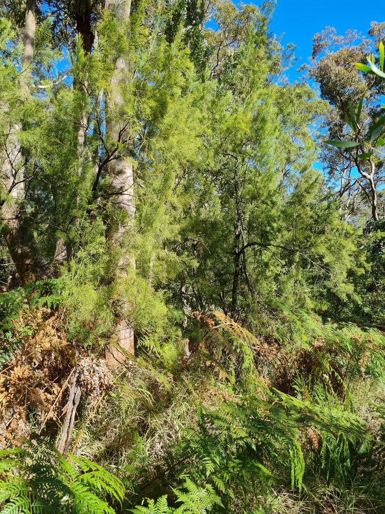 Cherry Ballart from Fern Bay NSW 2295, Australia on August 12, 2023 at ...