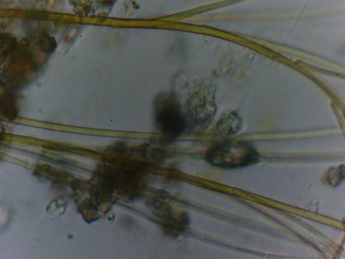 Genus Clonothrix · iNaturalist