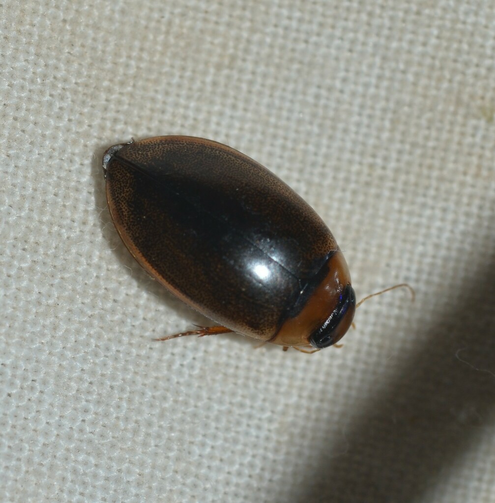 Hydaticus leander from Saint-Martin-de-Crau, France on June 16, 2023 at ...