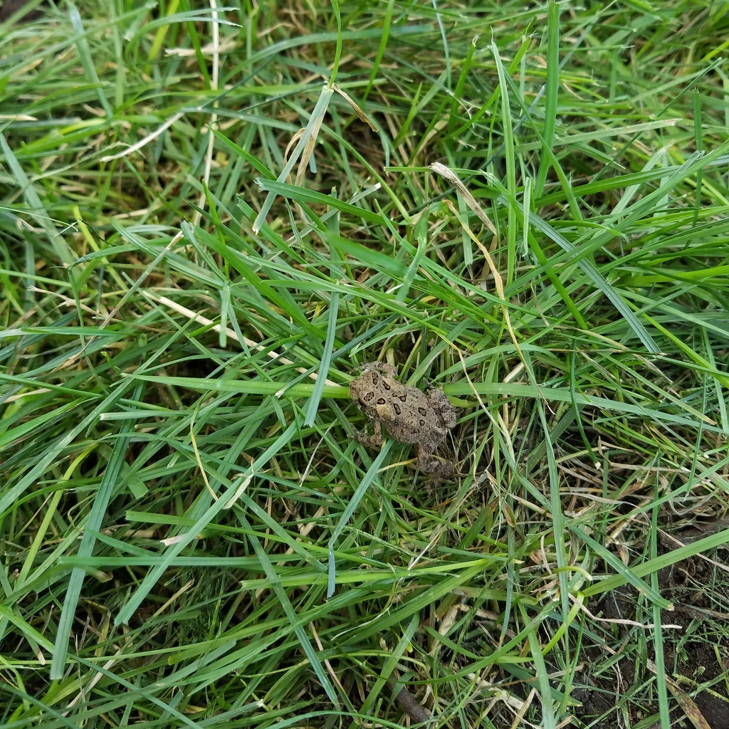 American Toad from Middlesex County, MA, USA on July 15, 2021 at 01:18 ...