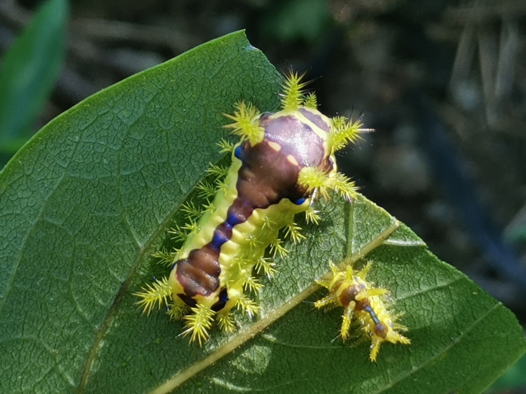 Monema flavescens in August 2023 by いのてっつー · iNaturalist