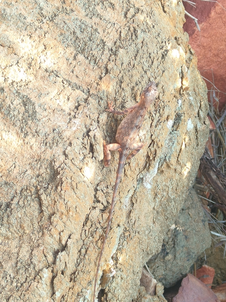 Long-tailed Sand-dragon from Durgiperi, Andhra Pradesh 517619, India on ...