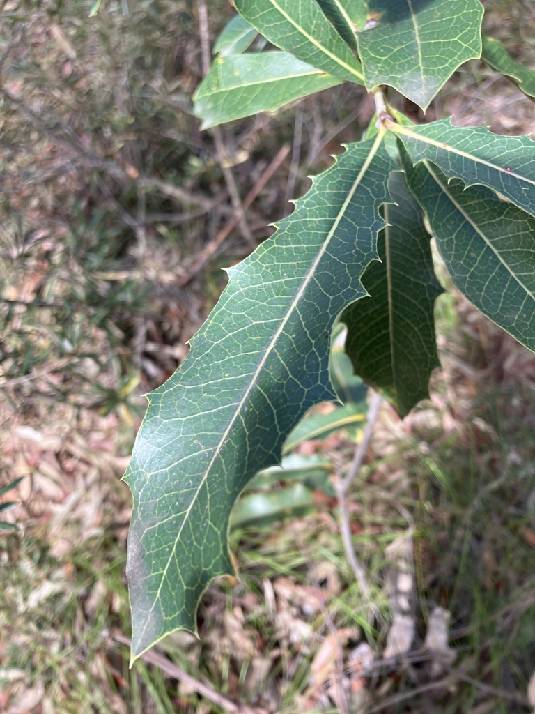 Woody Pear from Muogamarra Nature Reserve, Cowan, NSW, AU on August 12 ...