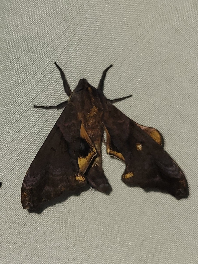 Small-eyed Sphinx from Elk Township, OH 45651, USA on August 11, 2023 ...