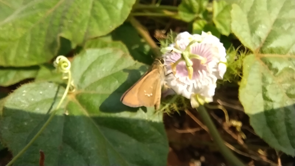 Oriental Straight Swift from PH9Q+52, Chindepalle, Andhra Pradesh ...