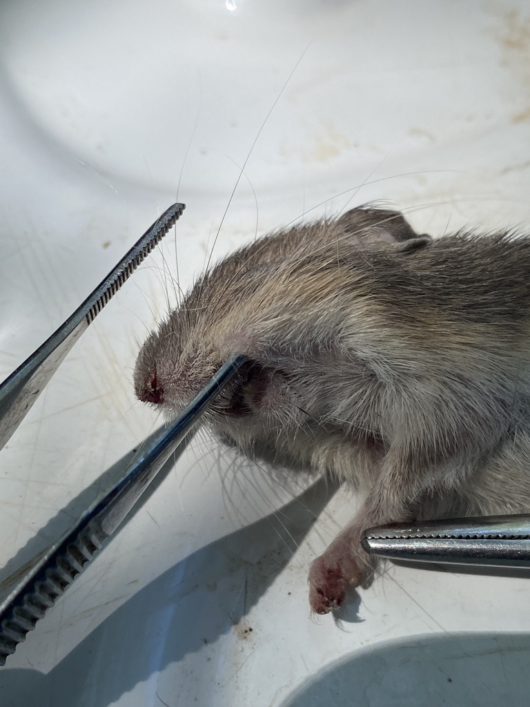 Mexican Spiny Pocket Mouse from Soto la Marina, Tamps., MX on August 10 ...