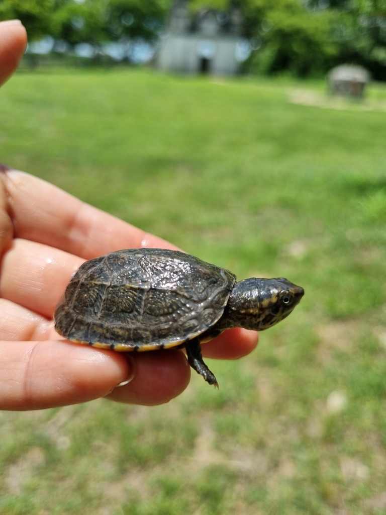 Central Chiapas Mud Turtle from Parque Guanacastle on August 9, 2023 at ...