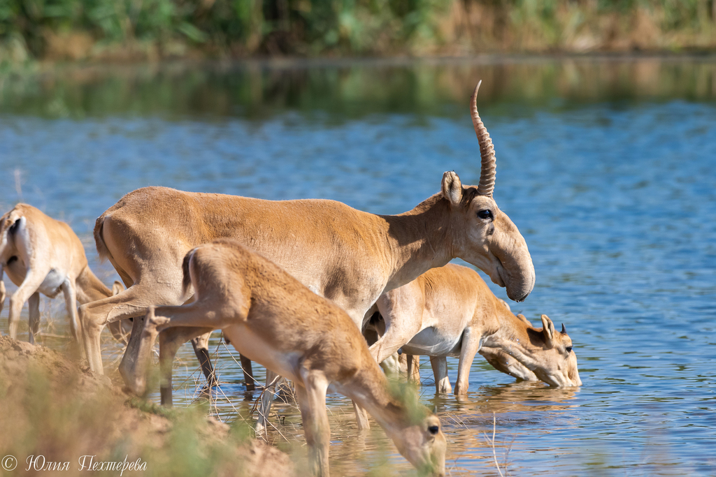 Saiga in July 2023 by Yulia Pekhtereva · iNaturalist