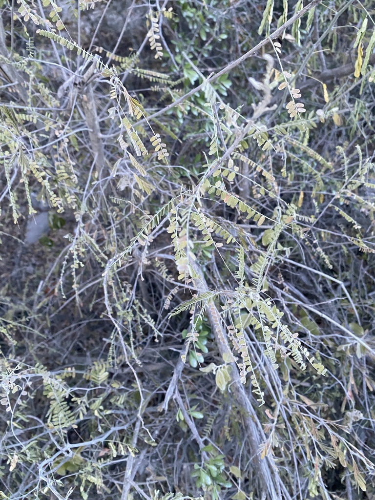 Mexican kidneywood from Soto la Marina, Tamps., MX on August 9, 2023 at ...