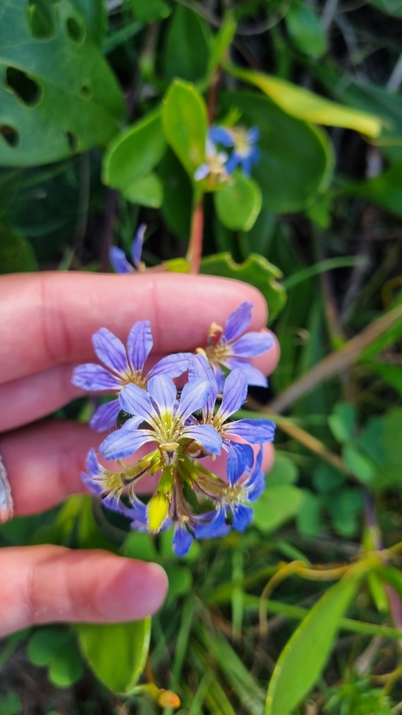 dune fan-flower from Bokarina QLD 4575, Australia on August 12, 2023 at ...