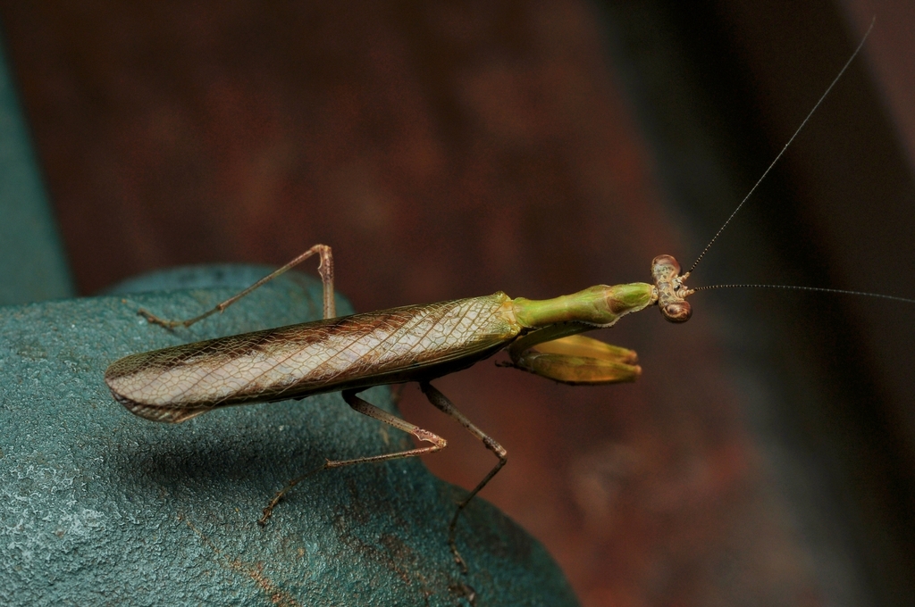 Japanese Boxer Mantis in August 2023 by 邱仲良 · iNaturalist