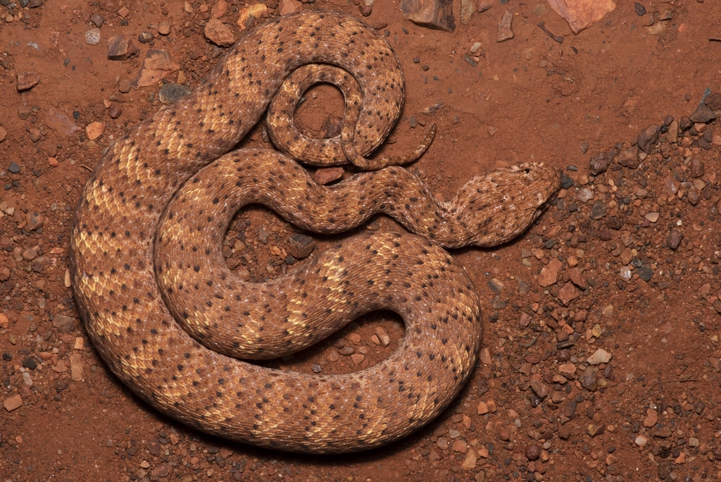 Desert Death Adder (Acanthophis pyrrhus) - Snakes and Lizards