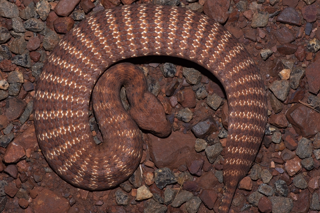 Desert Deathadder Location